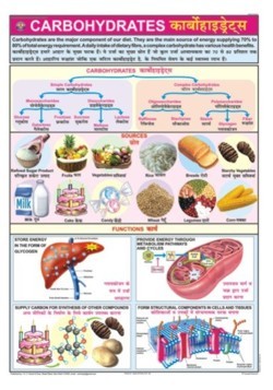 Full Color Carbohydrates Chart at Best Price in New Delhi | N. C ...