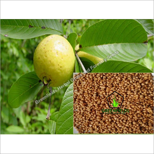 Guava Fruit Seeds ( Psidium Guajava ) Purity: 80% at Best Price in ...