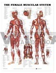 The Female Muscular System Anatomical Chart at Best Price in Ambala ...