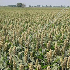 Jowar Suppliers, Jowar Exporters and Manufacturers