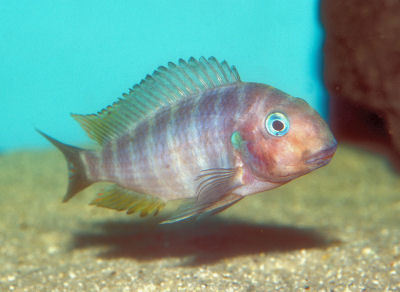 Fish Poll's Tropheus at Best Price in Delhi, Delhi | Fish Aquarium Home