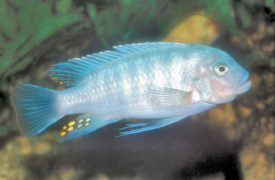 Fish Red Zebra at Best Price in Delhi, Delhi | Fish Aquarium Home