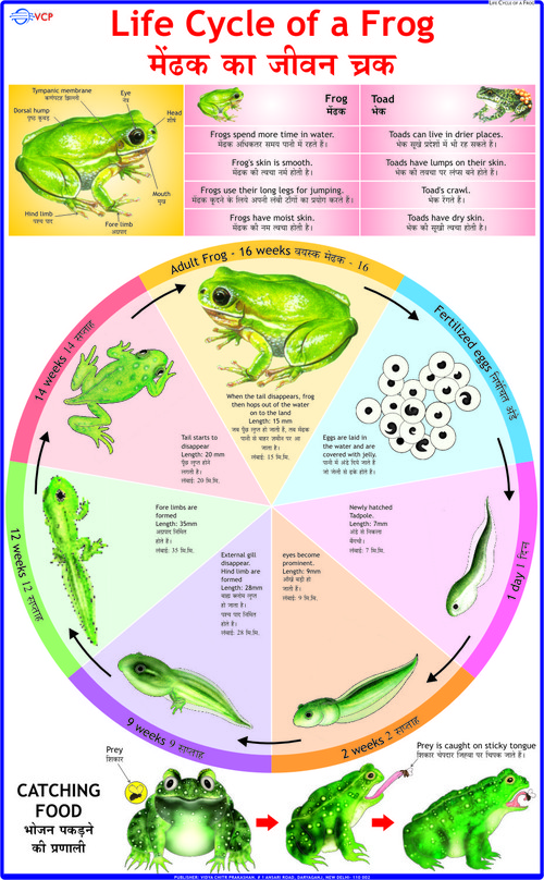 Life Cycle Of Frog Chart Dimensions: 70 X 100 Centimeter (Cm) at Best ...