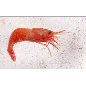Indian Pink Prawn at Best Price in Surat, Gujarat | Ashtavinayak ...