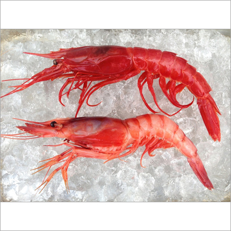 Red Prawn at Best Price in Surat, Gujarat | Ashtavinayak Fisheries Pvt ...