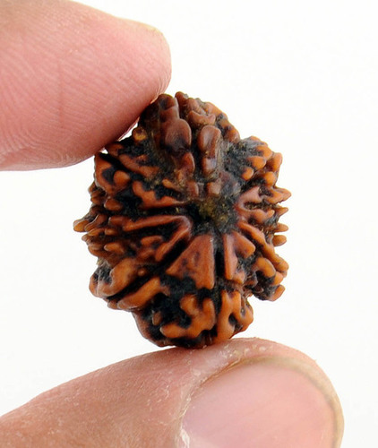 Ten Mukhi Natural Holy Rudraksha In Punjab at Best Price in Gurugram ...