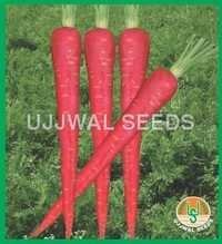 Carrot Seeds Suppliers, Gajer Seeds Exporters, Manufacturers
