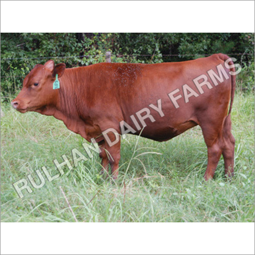 Hiffer Cow at Best Price in Karnal, Haryana | RULHAN DAIRY FARMS