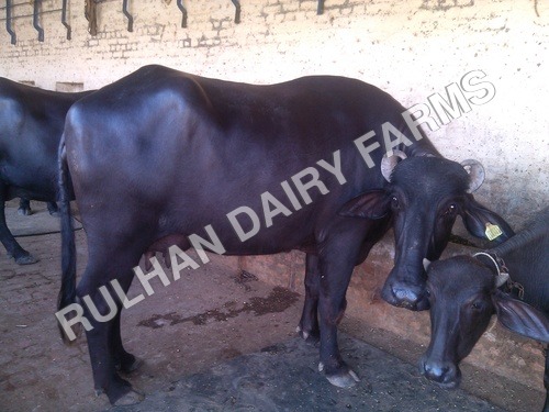 Livestock - Livestock Suppliers, Cattle Traders, Buffallo Traders, Cow ...