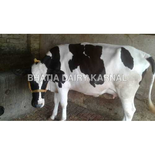 Black And White Hf Cows at Best Price in Karnal | Bhatia Dairy Karnal