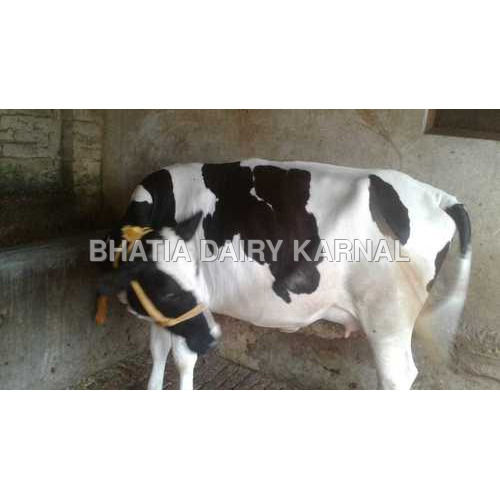 Australian Hf Cows at Best Price in Karnal, Haryana | Bhatia Dairy Karnal