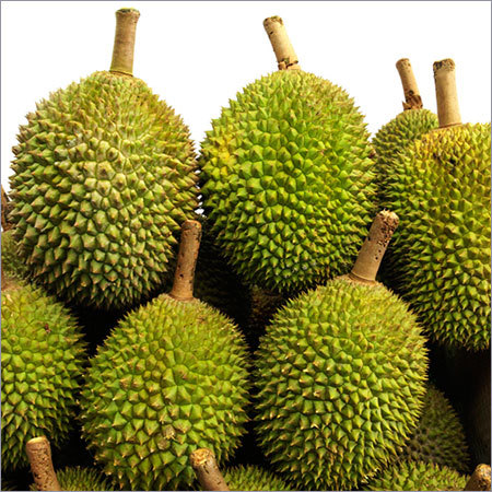 Durian Fruit - Wholesalers, Suppliers & Dealers