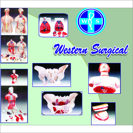 Anatomical Models In Mumbai, Maharashtra At Best Price | Anatomical ...