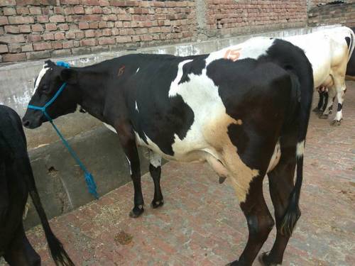 HF Cow Exporters, HF Cow Suppliers and Dealers