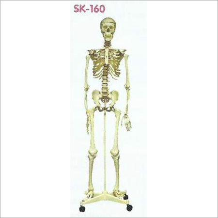 Deluxe Life Size Human Skeleton Model With Stand at Best Price in ...