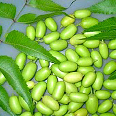 Neem Seeds Suppliers, Margosa Seeds, Exporters, Manufacturers