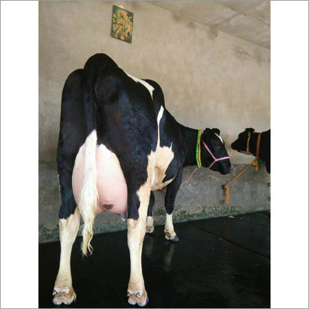 Original Hf Cows at Best Price in Karnal, Haryana | Suresh Dairy Farm