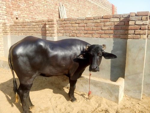 Indian Murrah Buffalo at Best Price in Karnal, Haryana | Jamba Dairy Farm