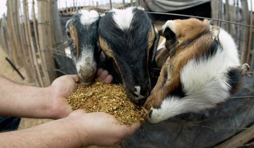 Goat Feed, Goat Feed Manufacturers & Suppliers, Dealers