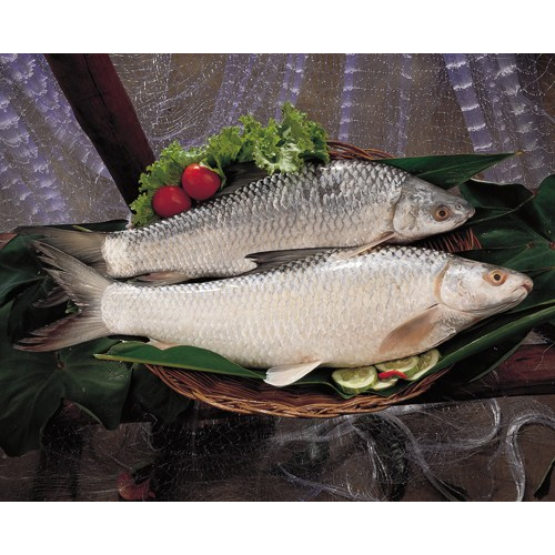 Mrigal Carp Fish (Cirrihirus Mrigala) at Best Price in Bangkok | Siam ...