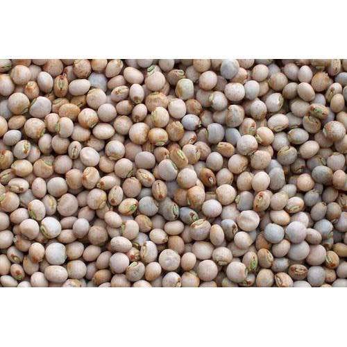 Pigeon Peas, Pigeon Pea Seeds, Pigeon Peas Suppliers, Exporters