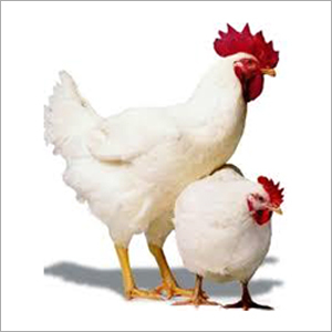 Cobb Broiler Chicken at Best Price in Jammu, Jammu and Kashmir ...