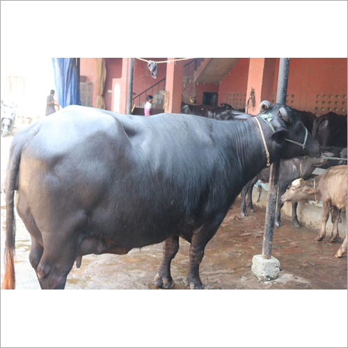 Black Murrah Buffalo at Best Price in Karnal, Haryana | Dayal Dairy Farm
