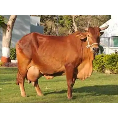 Gir Cow Suppliers, Gir Cow Dealers & Wholesalers