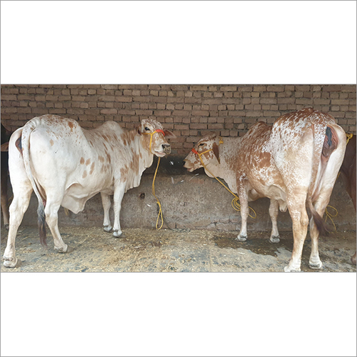 Rathi Cow - Rathi Cow Suppliers, Dealers & Wholesalers
