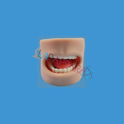 Teeth Model In Oral Cavity (model at 6325.00 INR in Ambala Cantt ...