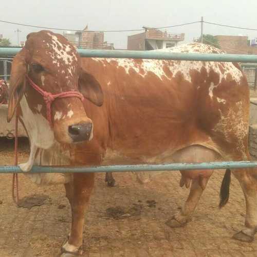 Rathi Cow - Rathi Cow Suppliers, Dealers & Wholesalers