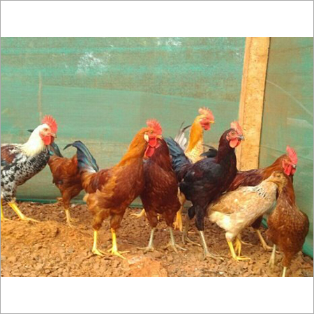 Indian Poultry Breedsdifferent Desi Chicken Breeds In India