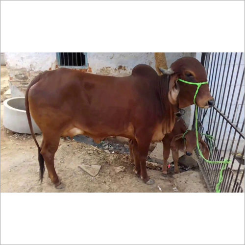 Gir Cow Suppliers, Gir Cow Dealers & Wholesalers