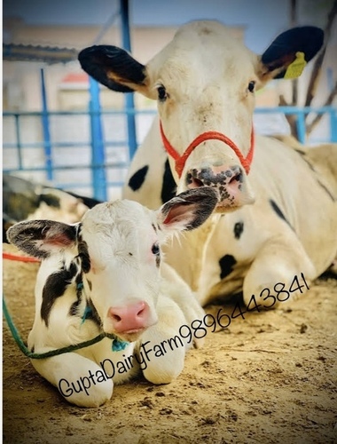 HF Cow Exporters, HF Cow Suppliers and Dealers