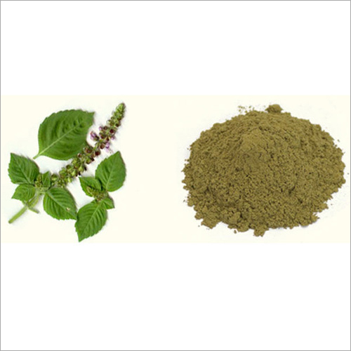 Holy Basil Powder at Best Price in Ahmedabad, Gujarat | ALL HERBSCARE
