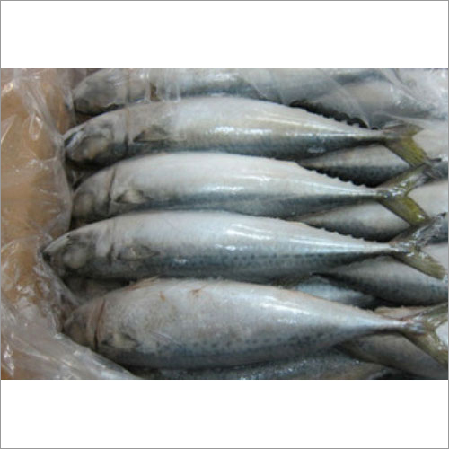 Seer Fish - Seer Fish Manufacturers, Suppliers & Dealers