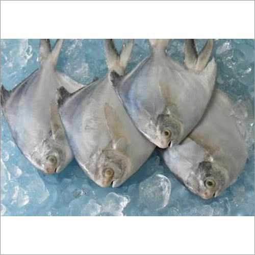 Frozen Pomfret Fish at Best Price in Bengaluru, Karnataka | C Shore Foods
