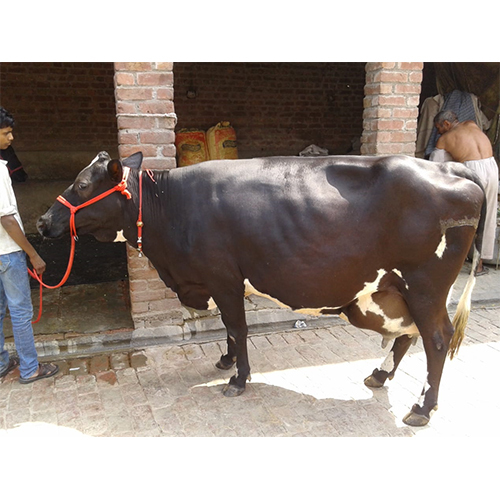 HF Cow Exporters, HF Cow Suppliers and Dealers