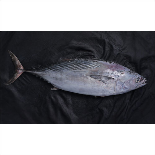 Tuna Fish - Tuna Fish Manufacturers, Suppliers & Dealers