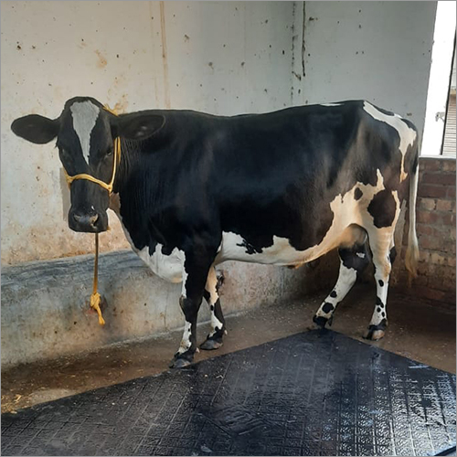 White And Black Hf Cow at Best Price in Karnal | Singla Dairy Farm