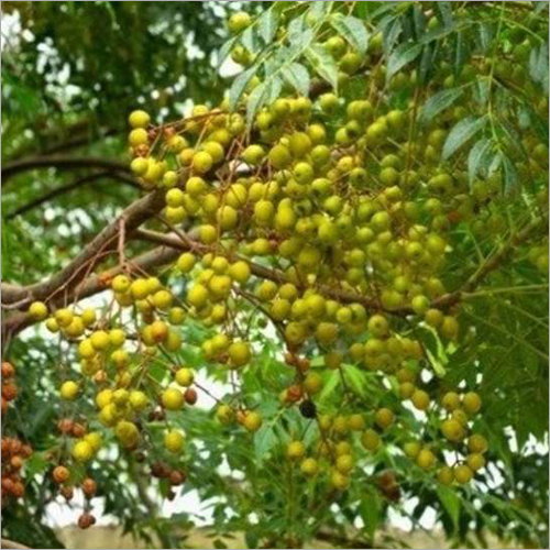 Neem Fruits - Neem Fruits Manufacturers, Suppliers & Dealers