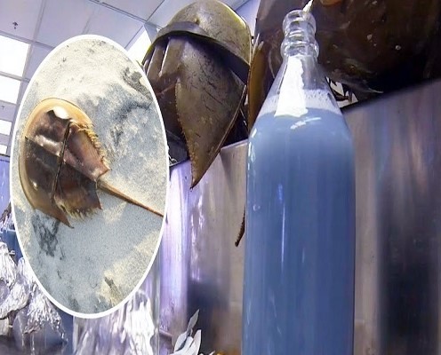 Horseshoe Crab Blood For Medical Testing at Best Price in Dar es Salaam ...