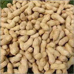 Ground Nuts Suppliers, Ground Nuts Exporters and Dealers