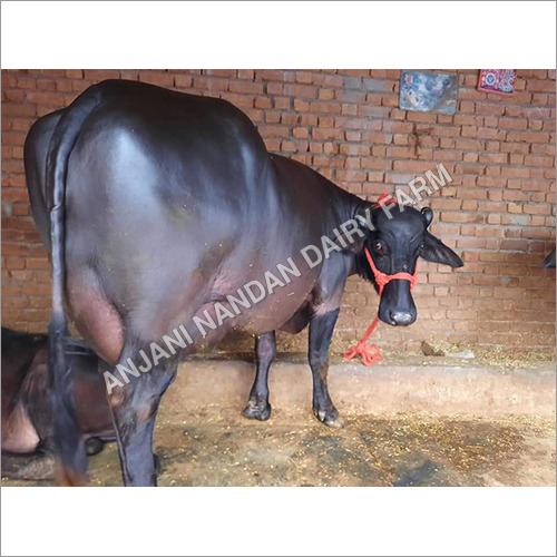 Livestock - Livestock Suppliers, Cattle Traders, Buffallo Traders, Cow ...