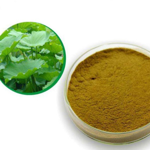 Lotus Leaf Extract (Folium Nelumbinis Extract at Best Price in Indore ...