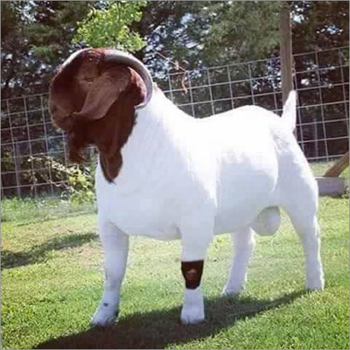 Boer Goat - Boer Goat Suppliers, Dealers & Wholesalers
