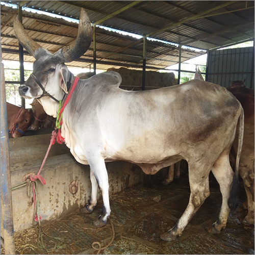 Kankrej Cow - Kankrej Cow Suppliers, Dealers & Wholesalers