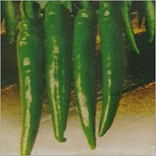 Hybrid Chilli Seeds - Suppliers, Exporters and Manufacturers
