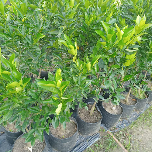 Mosambi Plant at Best Price in Kolkata, West Bengal | Monalisa Nursery