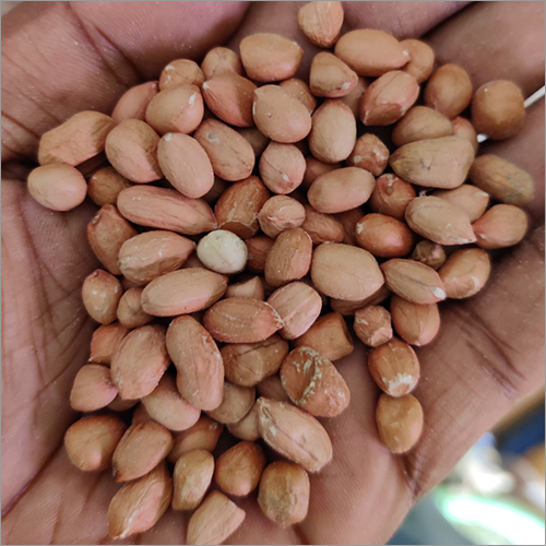 Groundnut Seeds Suppliers, Groundnut Seeds Exporters & Dealers